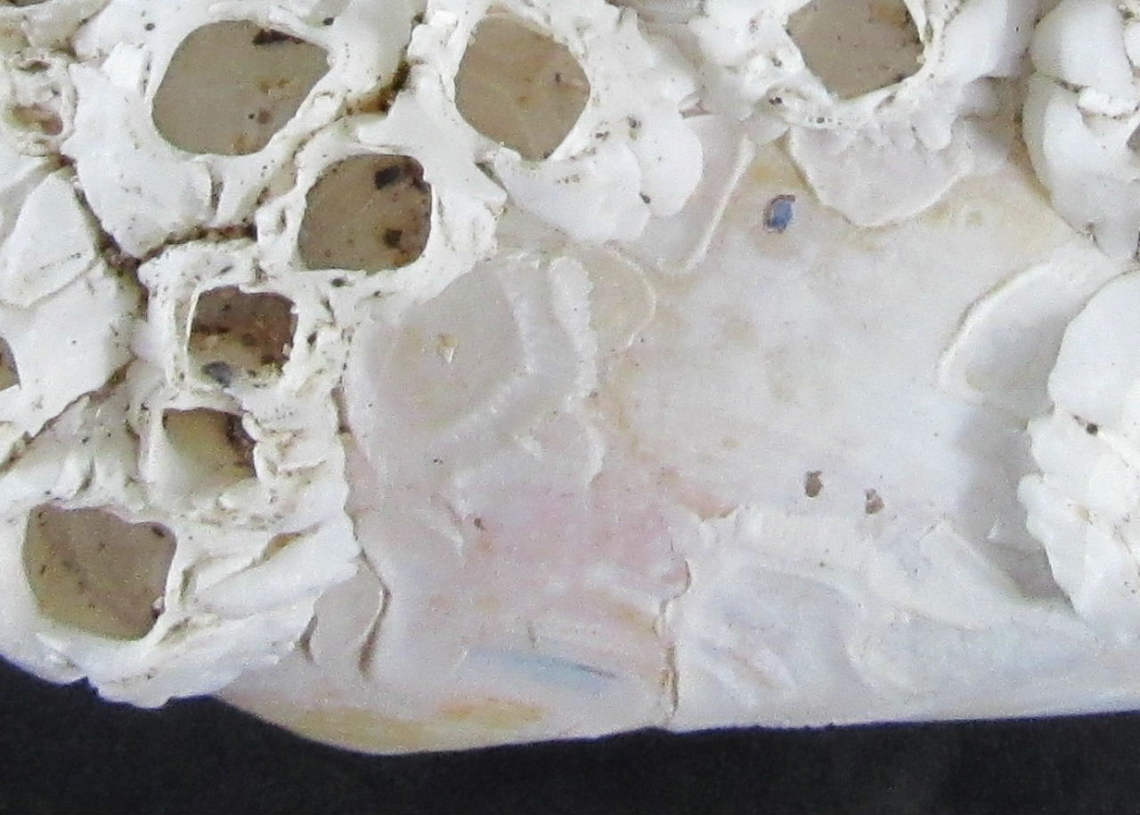 Largo Baywatch: Empty Barnacle Shells