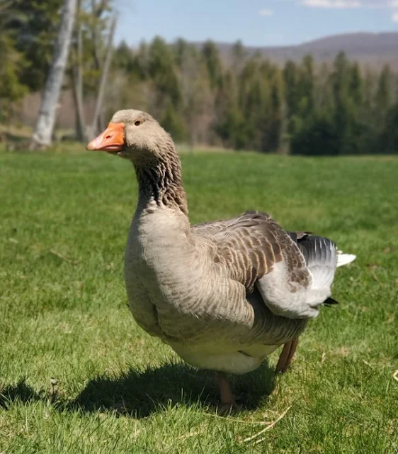 All About Goose Eyesight - Fresh Eggs Daily® with Lisa Steele