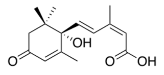 Artikel: Hormon-Hormon pada Tumbuhan ~ a Riswan Hanafyah's Blog project