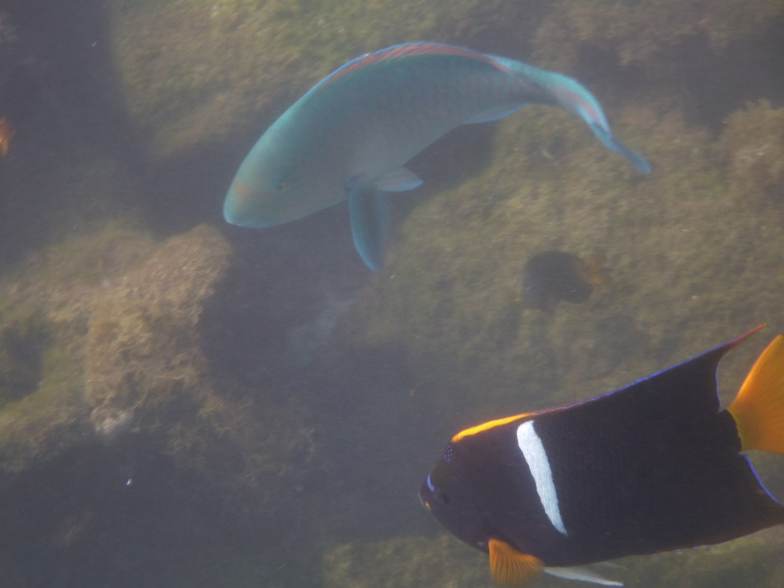 whySquared: Galápagos : Isla Marchena