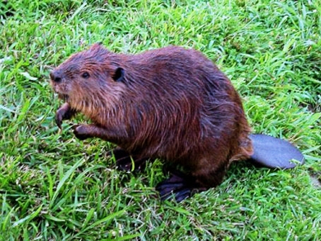 Caderno de biologia.: Curiosidade: Os 10 animais mais fedidos do mundo.