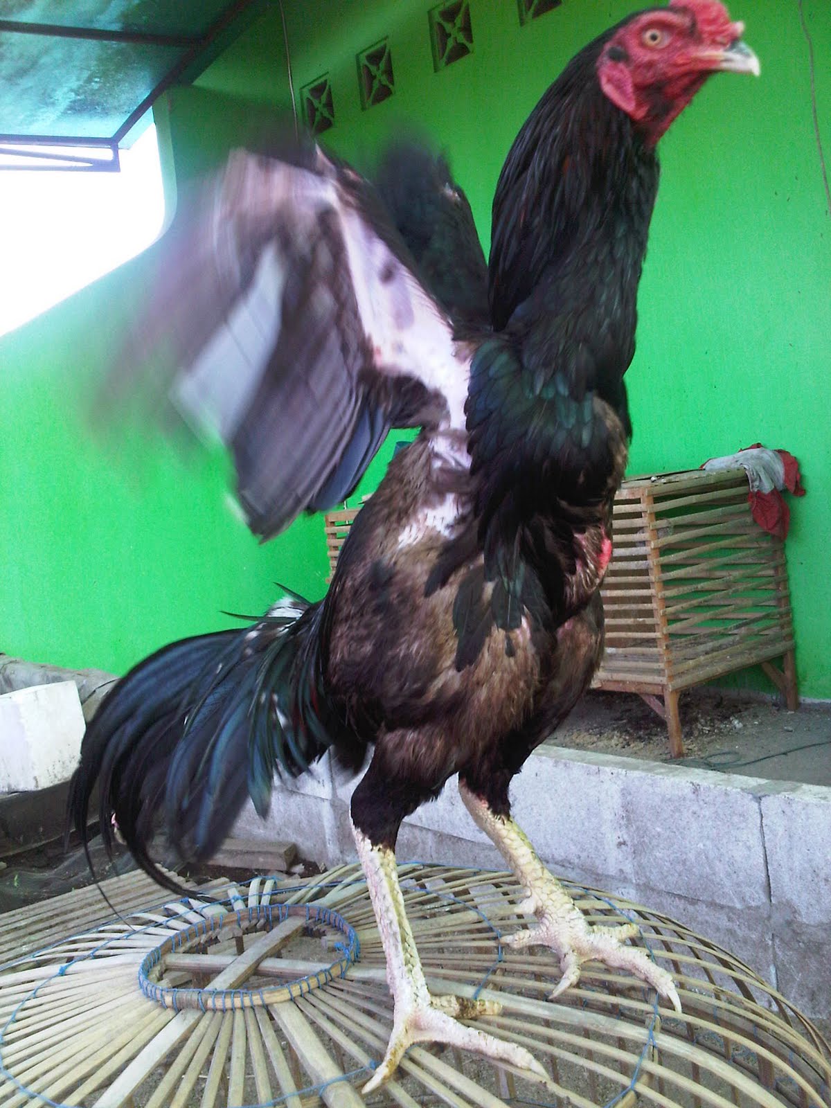 PETERNAKAN AYAM BANGKOK IMPORT: Mei 2011