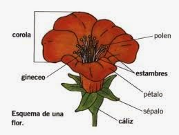 IMPORTANCIA DE LAS ROSAS