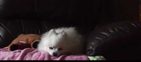 Gabe The Dog | Is Gabe The Dog still alive? ~ ASIAN DOGS BREED