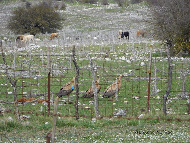 ΑΓΝΟΕΙΤΑΙ ΤΟ ΜΟΝΑΔΙΚΟ ΜΑΡΚΑΡΙΣΜΕΝΟ ΟΡΝΙΟ ΠΟΥ ΔΙΑΧΕΙΜΑΖΕ ΣΤΑ ΑΚΑΡΝΑΝΙΚΑ ...