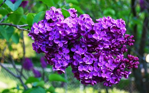 Liliacul are si proprietati medicinale - Blogul lui Louie, este ora de ...