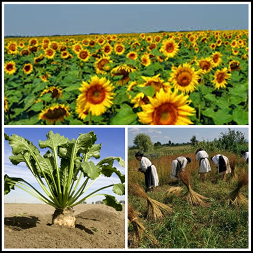 GEOGRAPHIA ONLINE: ZONELE AGRICOLE ALE TERREI