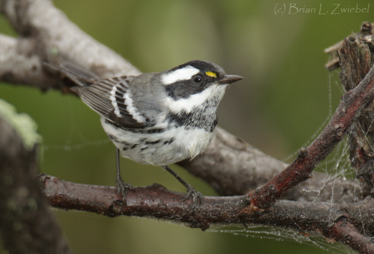 Ohio Birds and Biodiversity: Black-throated Gray Warbler in Ohio!