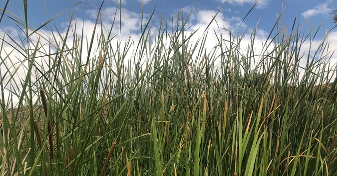 Birds of Saudi Arabia: Elephant Grass – Talea Valley