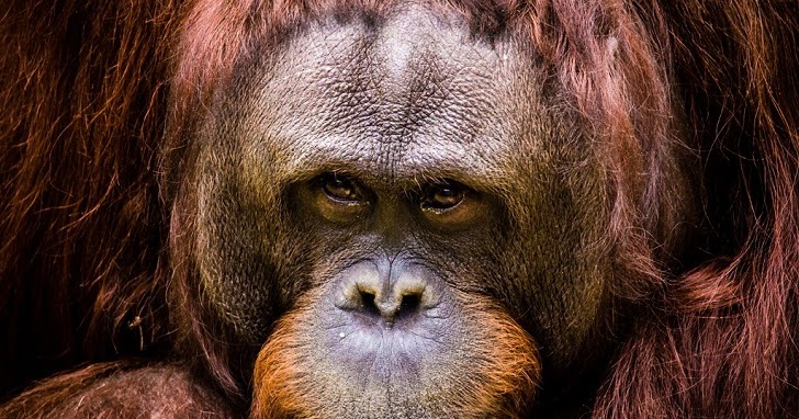 Mengapa Orangutan Terancam Punah? | Belajar Sampai Mati