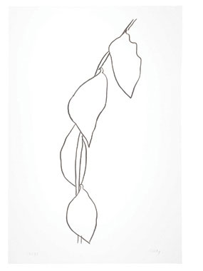 helen james design: Ellsworth Kelly Plant drawings