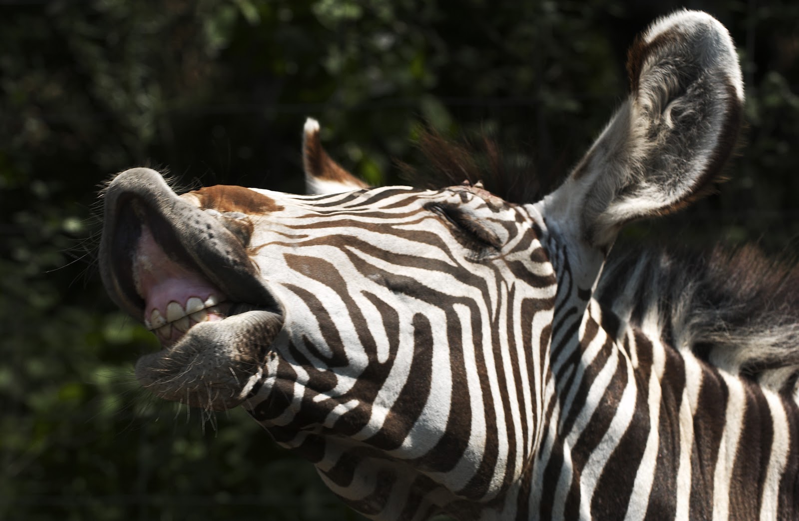 Day 7- A photo of an animal you'd like to keep as a pet