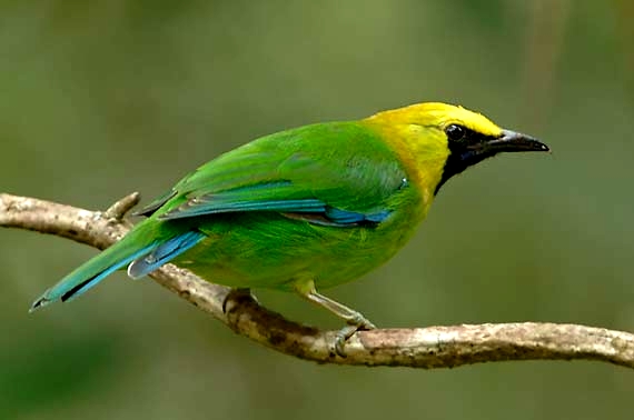 Membedakan Cucak Ranti VS Cucak Ijo