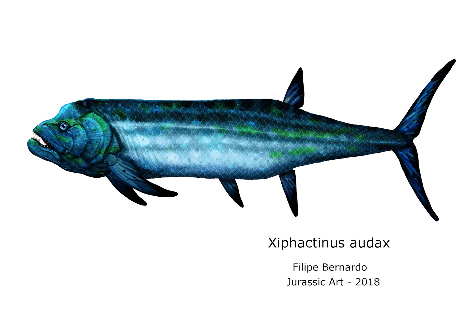 Xiphactinus Genus