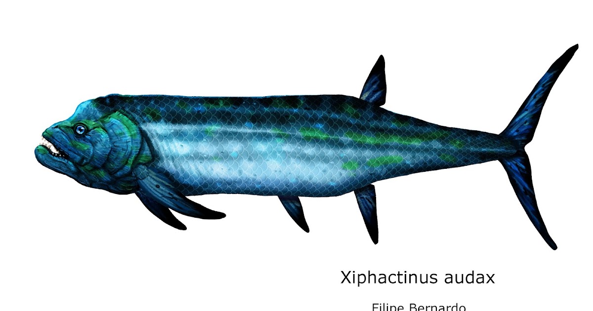 Xiphactinus Ffxiv