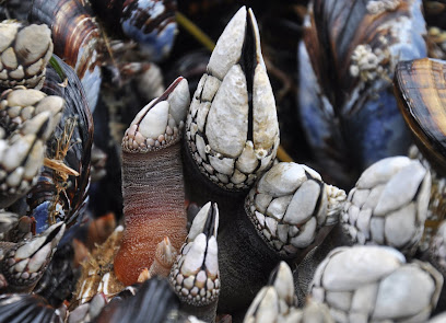 writingphotographystudio: Gooseneck barnacles