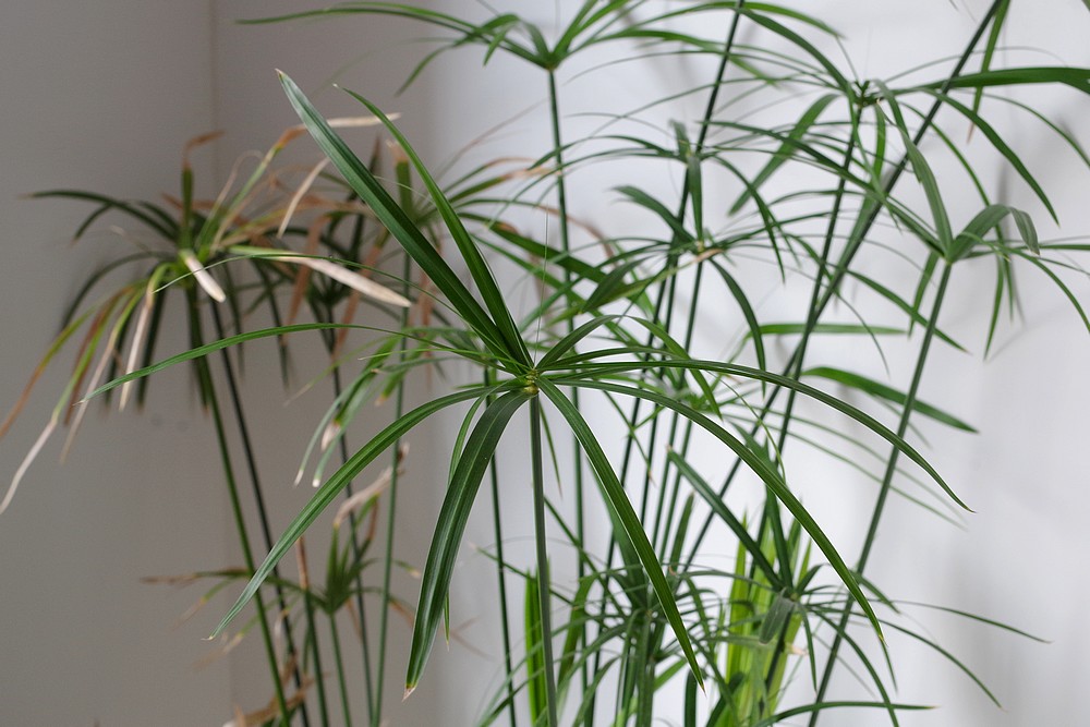 Papirus roślina - Fikusy, storczyki, bonsai, draceny, a także akwariowe ...