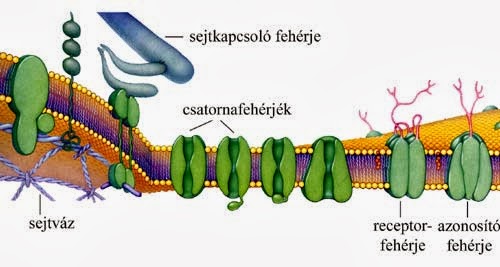 Az Állati Sejt: Szerkezetéről