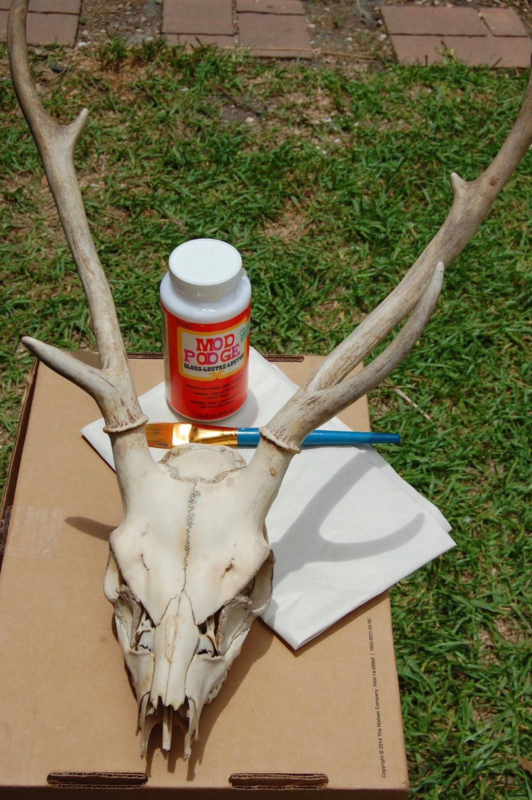 Thrifty Farmer's Wife: How I transformed a deer skull (head) into ...