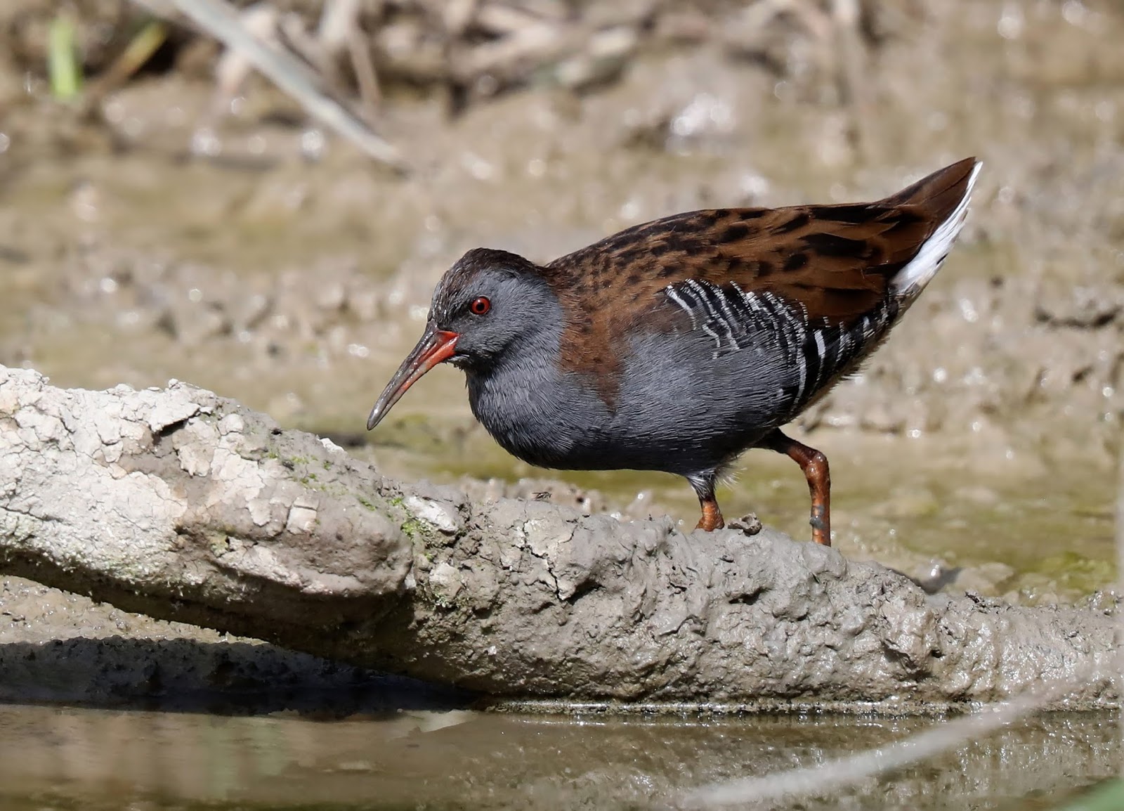 Blog de aves: Instantes alados: rascón europeo
