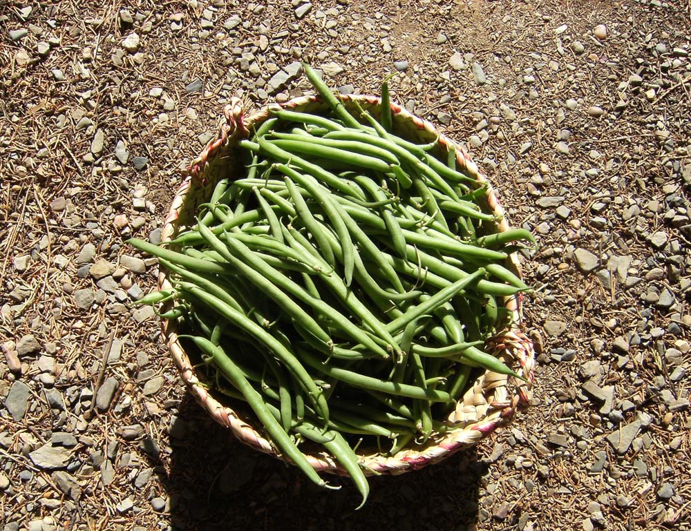 Pont d'Enseula: BAJOCA, BAJOQUERA, BAJOQUERAR