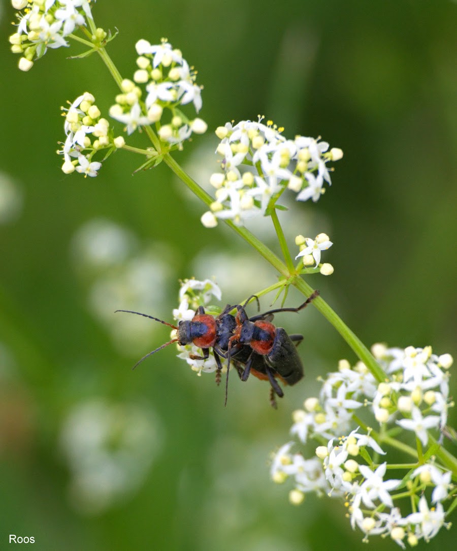 Natuur, cultuur en alles wat boeit ...: Van alles wat Natuur, cultuur en alles wat boeit ...: Van alles wat