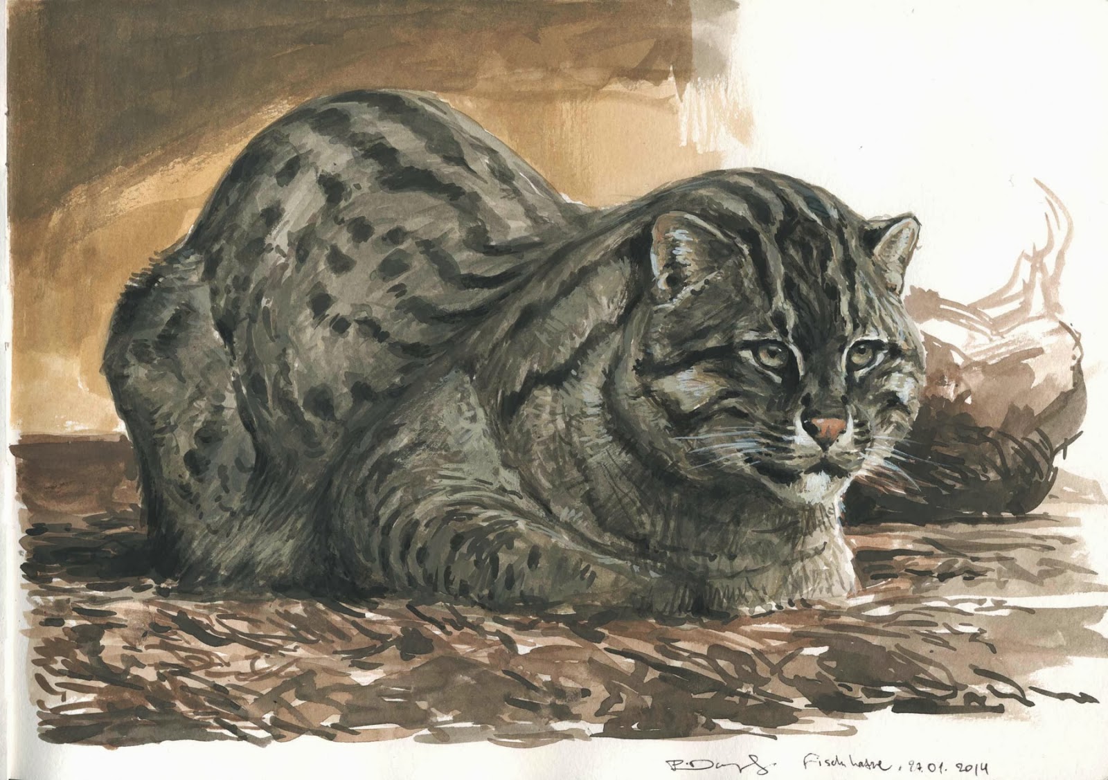 Fishing cat study-Munich zoo