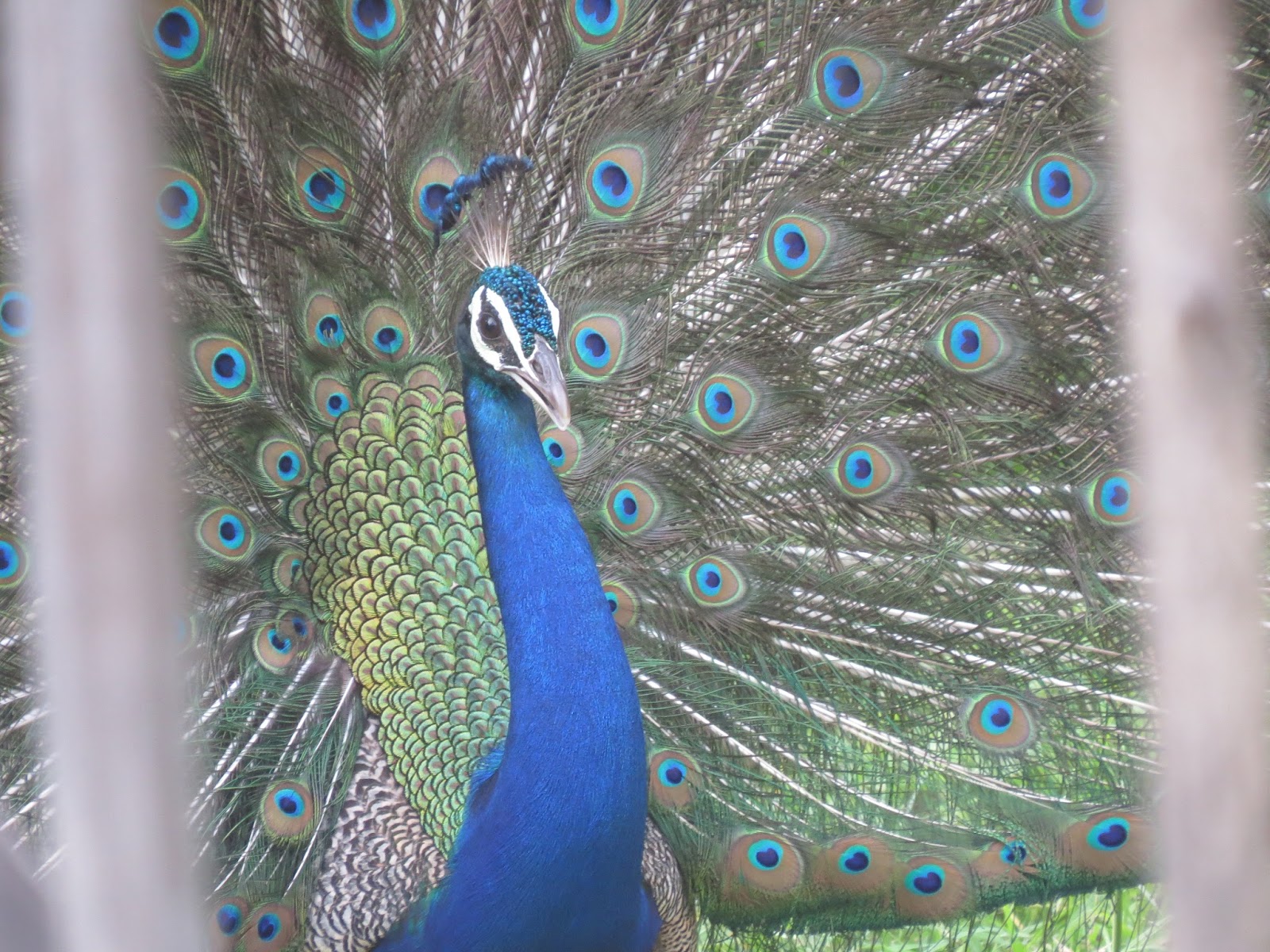 Birds in Delhi(India): Peacock