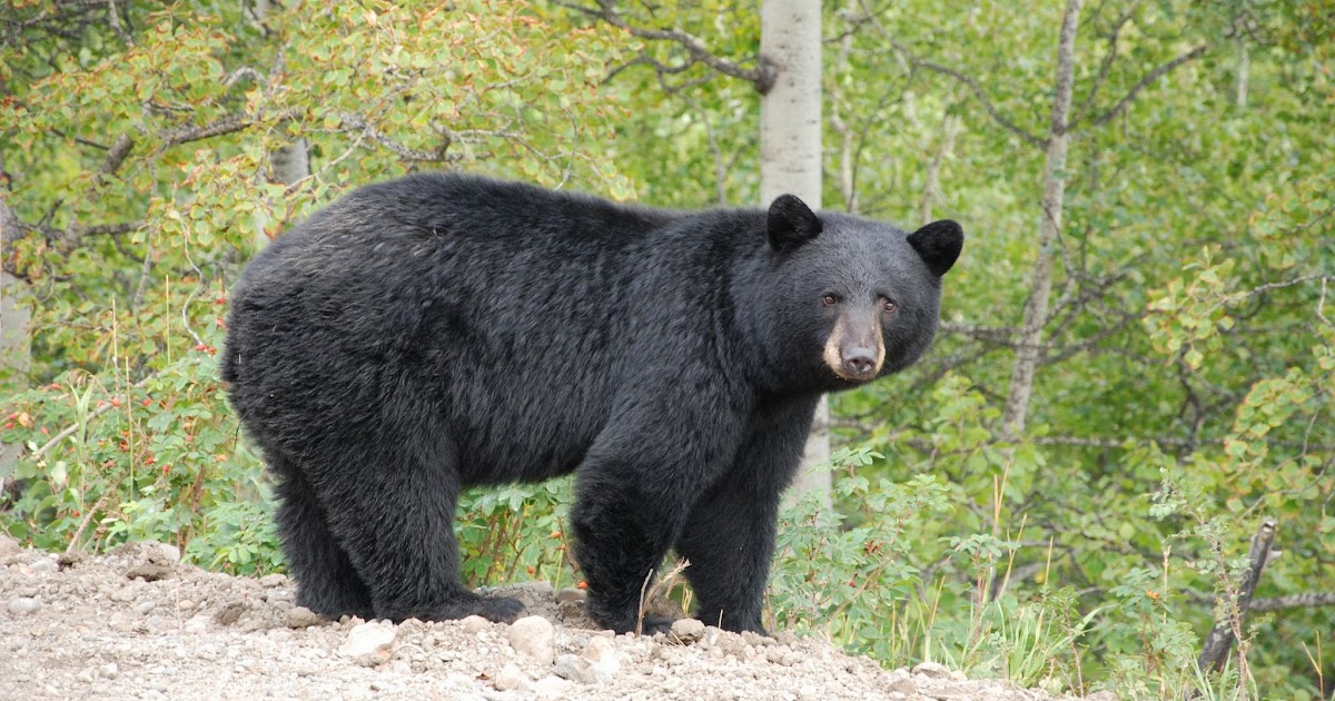 AVEEK- Blogs: Black bear