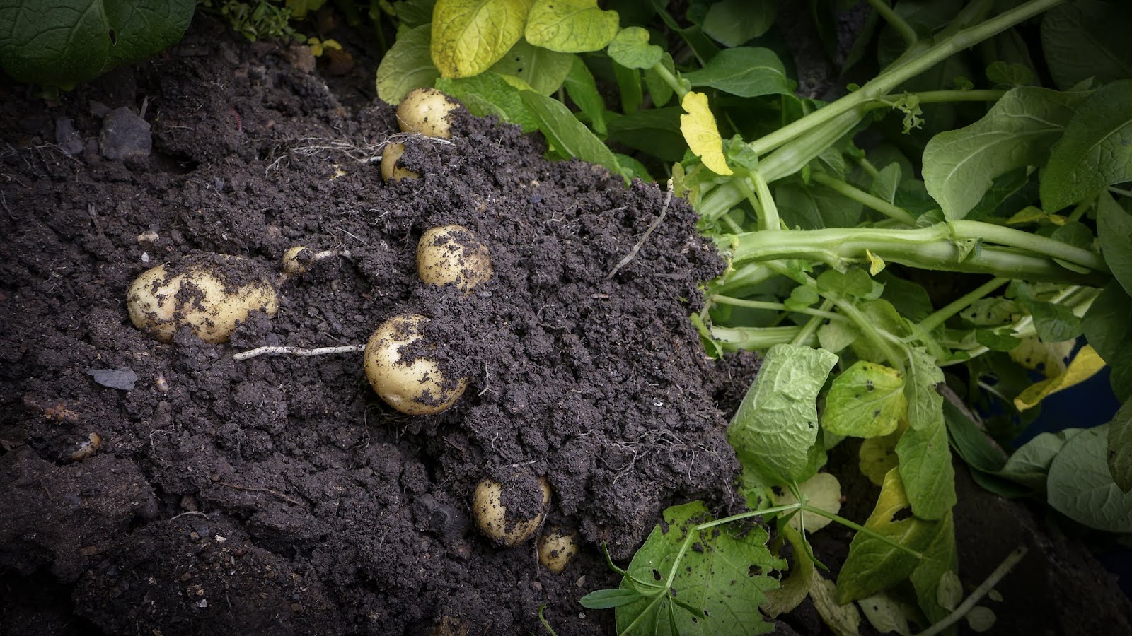 Patchy Growth: The rewards of rootling, and a whirlwind video tour of ...