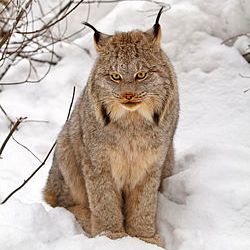 Lnyx Kanada (Lnyx canadensis) | Kucing Felidae