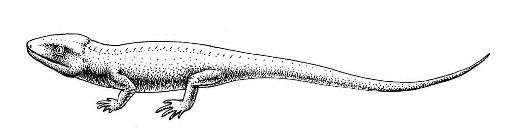 Blog de la Vida Prehistórica: Paleothyris