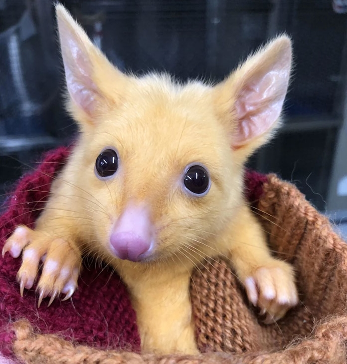 White Wolf : May 2020