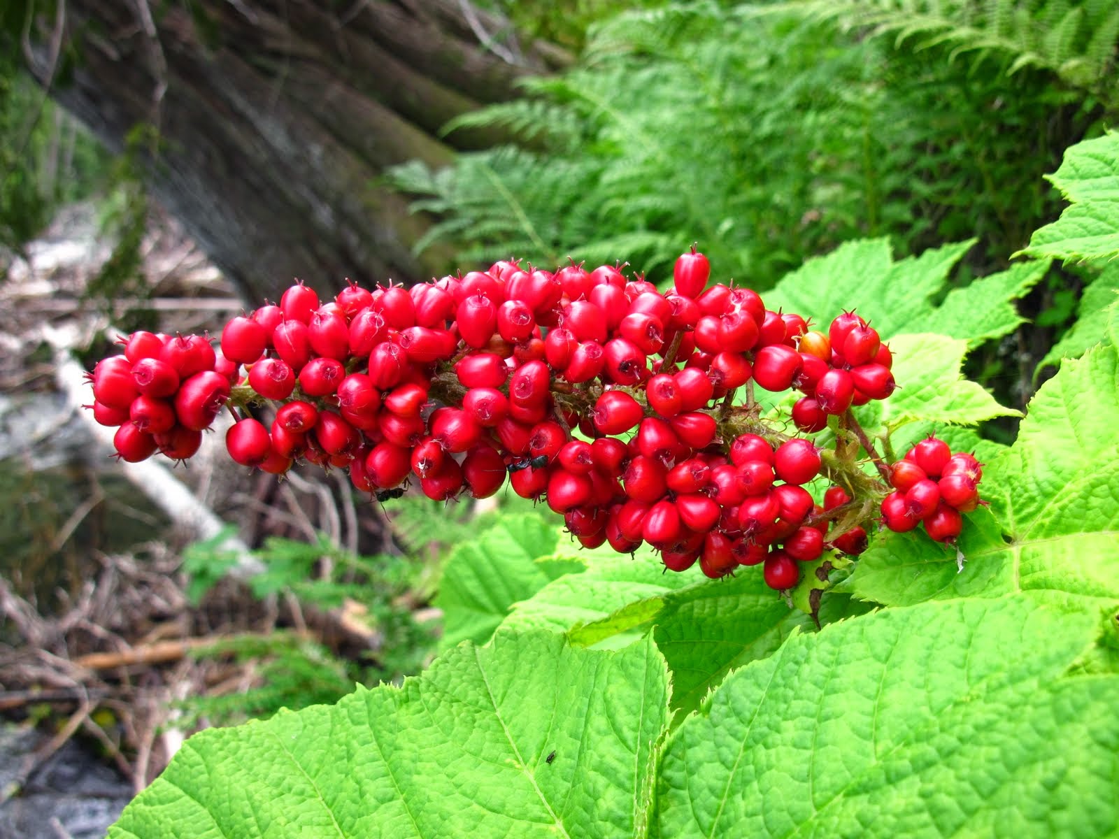 Devil’s Club Tea Benefits ~ Healthy Tea 101