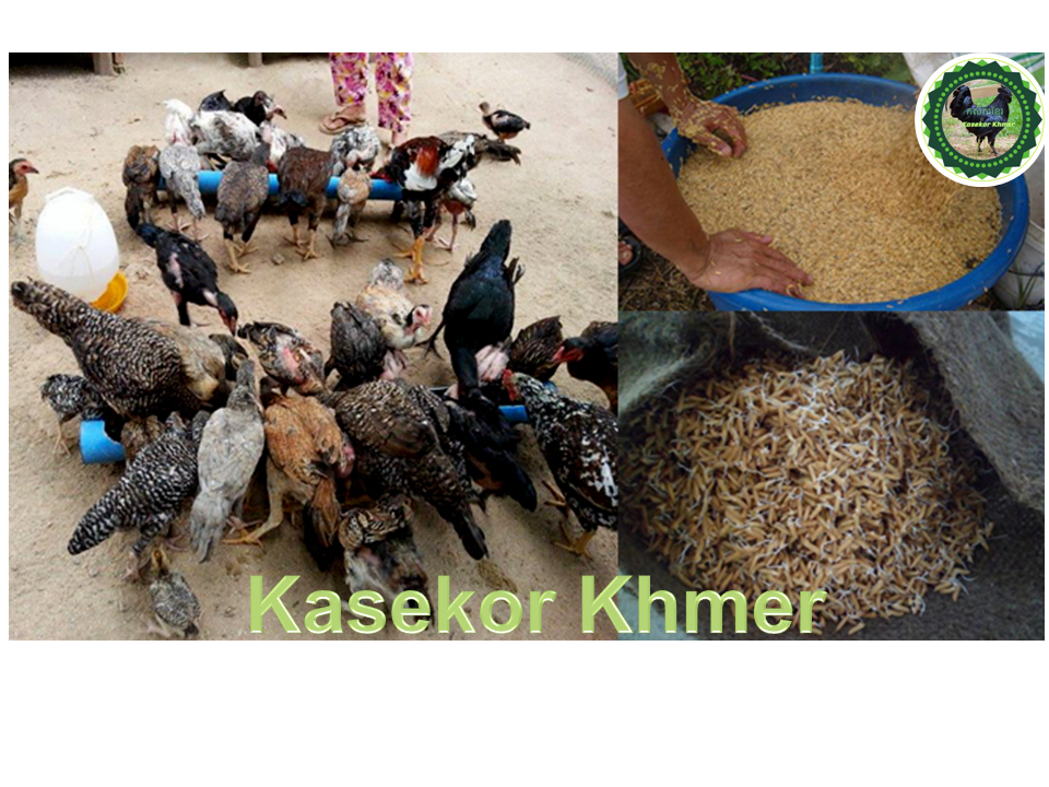 កសិករខ្មែរ-Kasekor Khmer