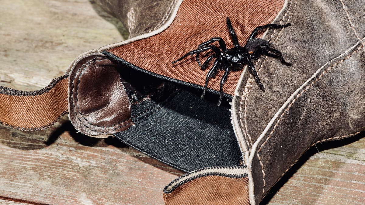 Kenali Labah-labah Tarantula dan Taburannya |MyRokan