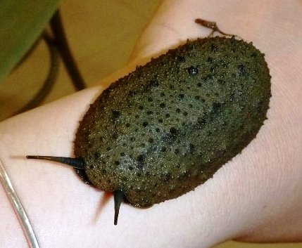 BEAN'S 随性天地: 你知道 Litak 是什么吗？