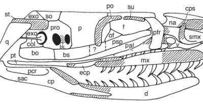 Life is short, but snakes are long: Basics of snake skulls