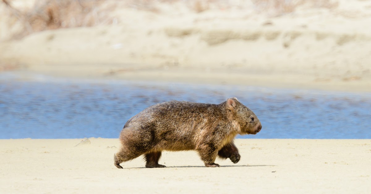 The Wombat Surf