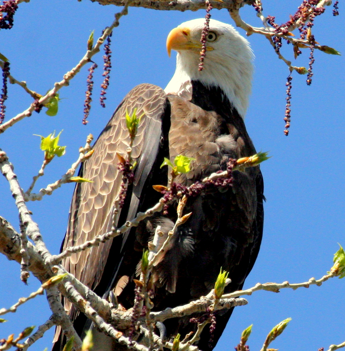 Tuckertown: Easter Eagle at Kestrel Farm April 4th, 2012.