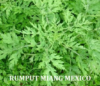 Pejabat Pertanian Daerah Gombak/Petaling: RUMPAI BERBAHAYA : RUMPAI ...