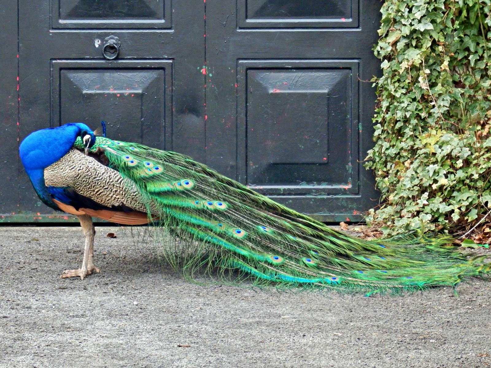 Mike's Cornwall: A Peacock Seen While Walking - Are Peacock's Feathers ...