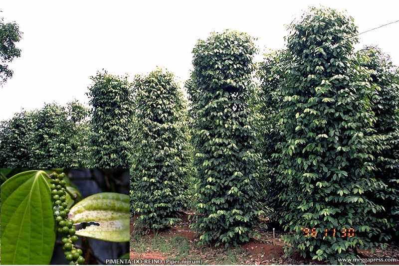Pimenta-do-Reino (Piper nigrum) - Enciclopédia Global™