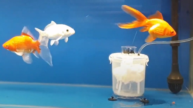 Build DIY aquarium fish poop / turbo suction filter