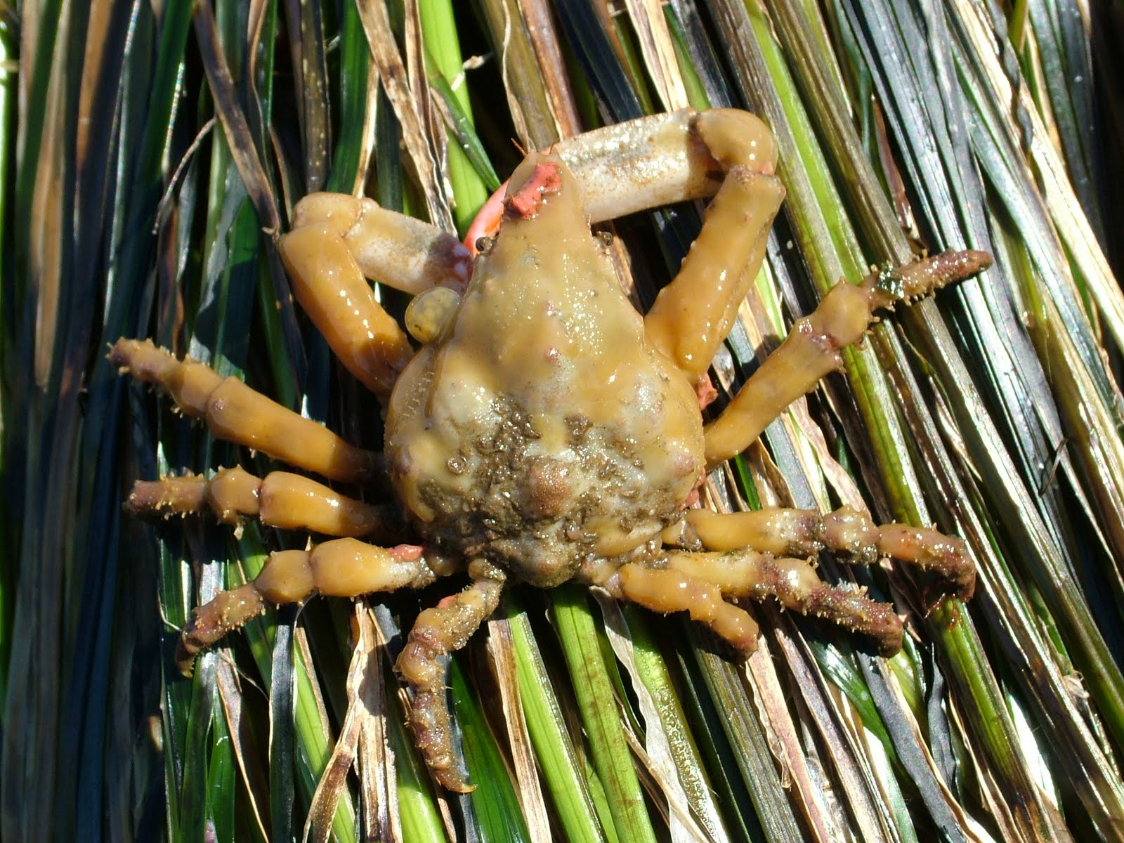 Buzz's Marine Life of Puget Sound: Jun 5, 2011