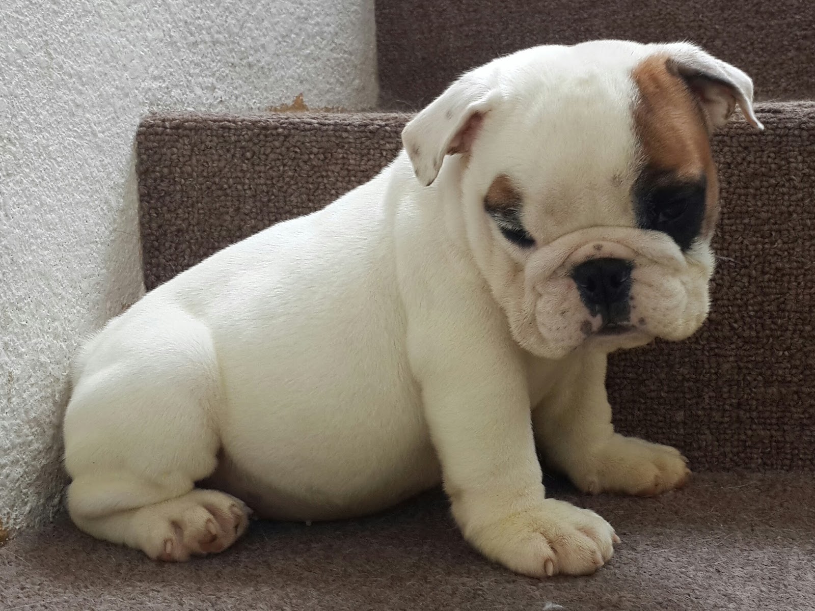 Fotos De Cachorros Gordos