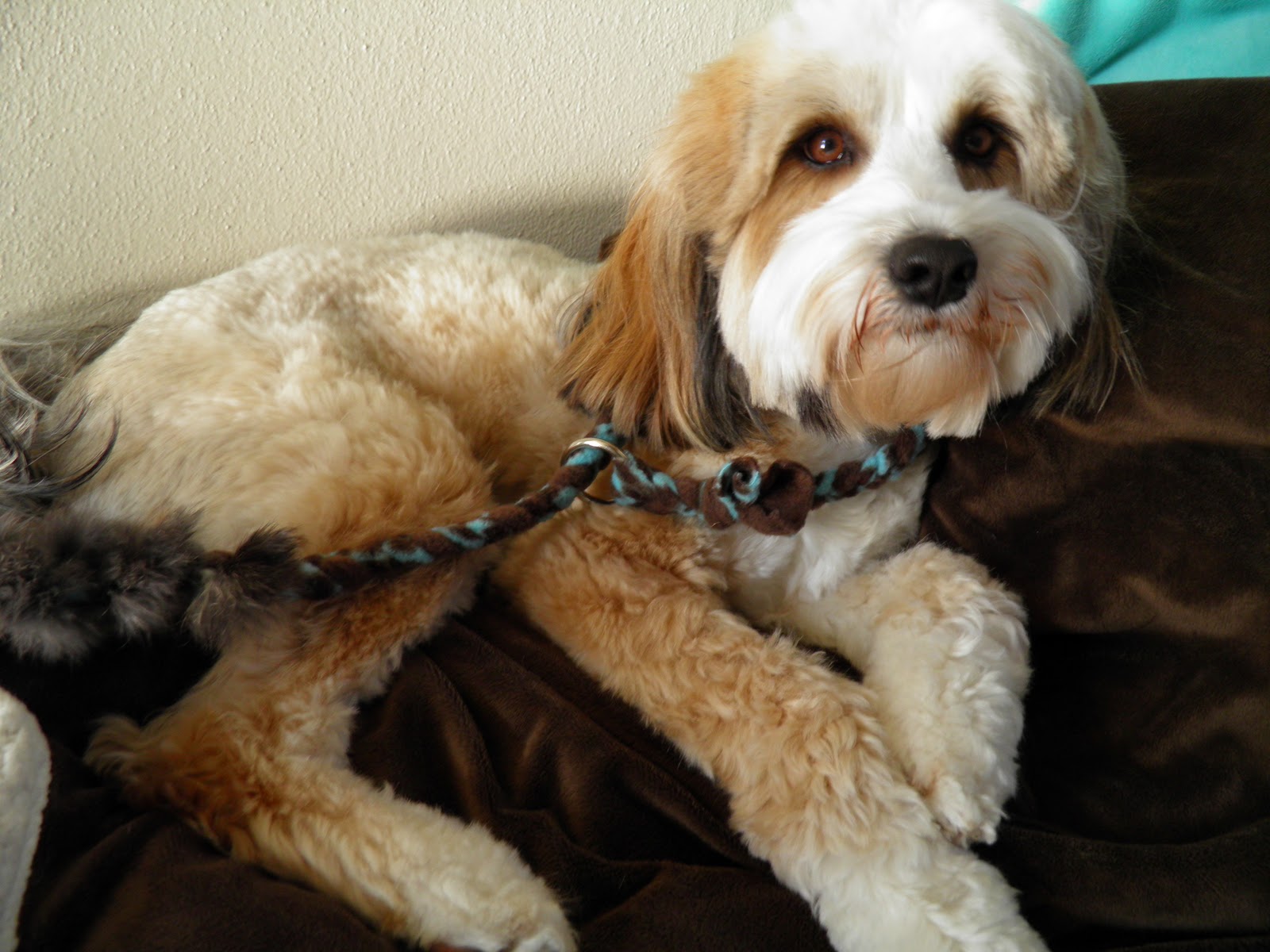 Just A Pup: New Tuggies