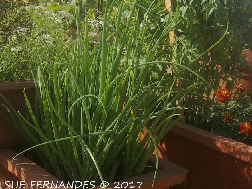 Plants Growing In My Potted Garden.: How To Grow Spring Onions From Old ...