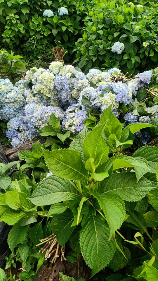 Desa Wanagiri: Bertani Bunga Pecah Seribu ( Hydrangea)