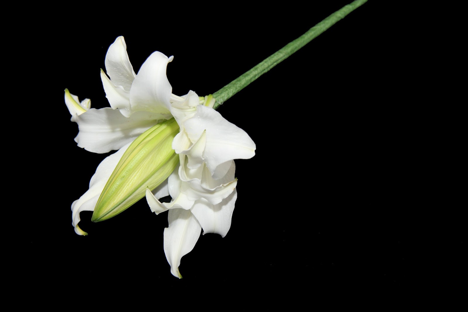 Kay's Flower School & Brooch Bouquet Training : How to create a ...